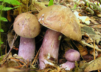 牛肝菌目 Boletales 蓝色动物学